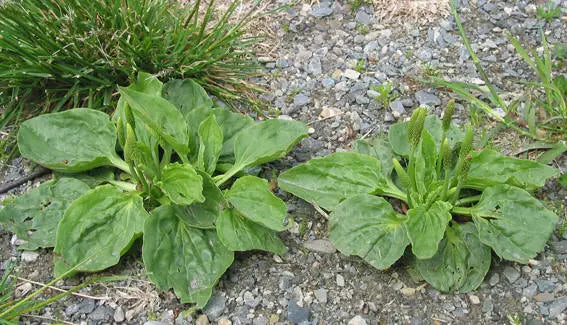 Ultimat Guide Til å Identifisere Og Bekjempe Ugress | Miljøstein